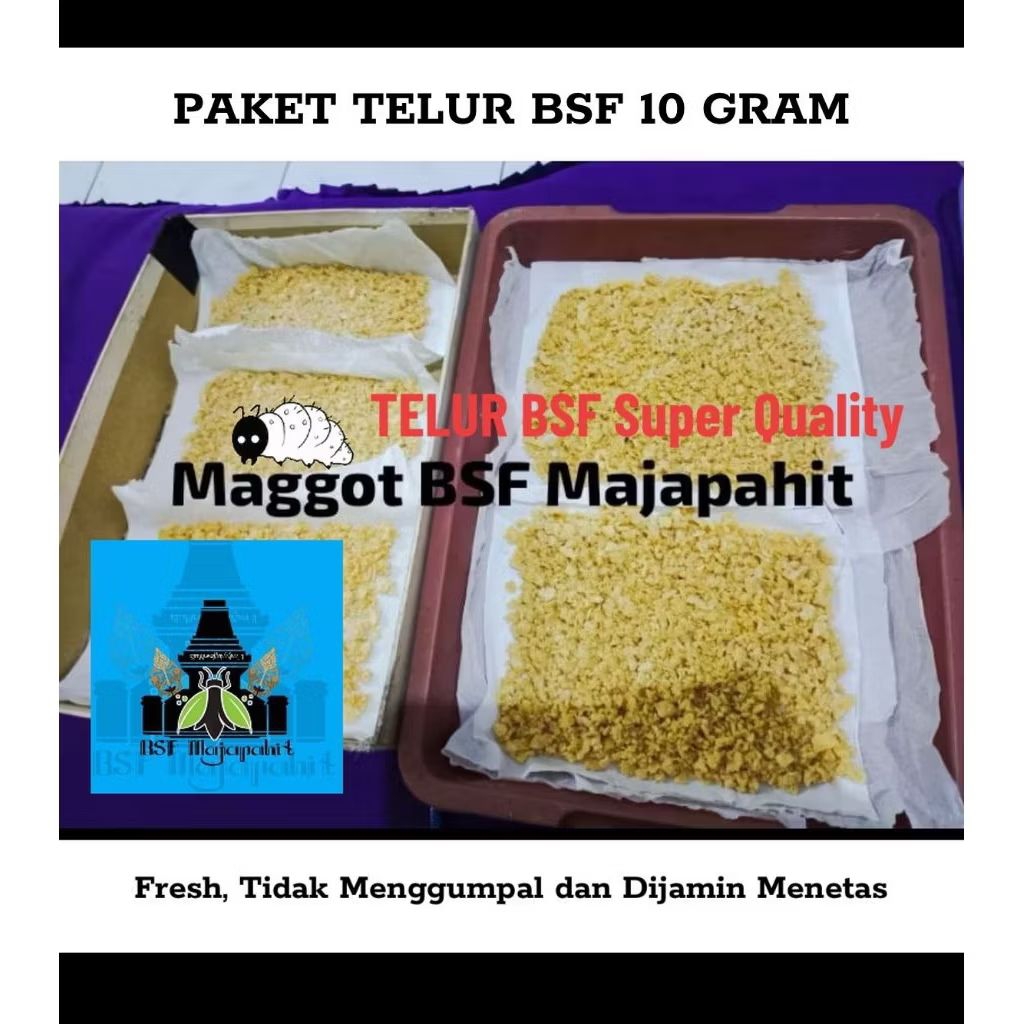 Jual TELUR MAGGOT BSF 10 gram | Shopee Indonesia