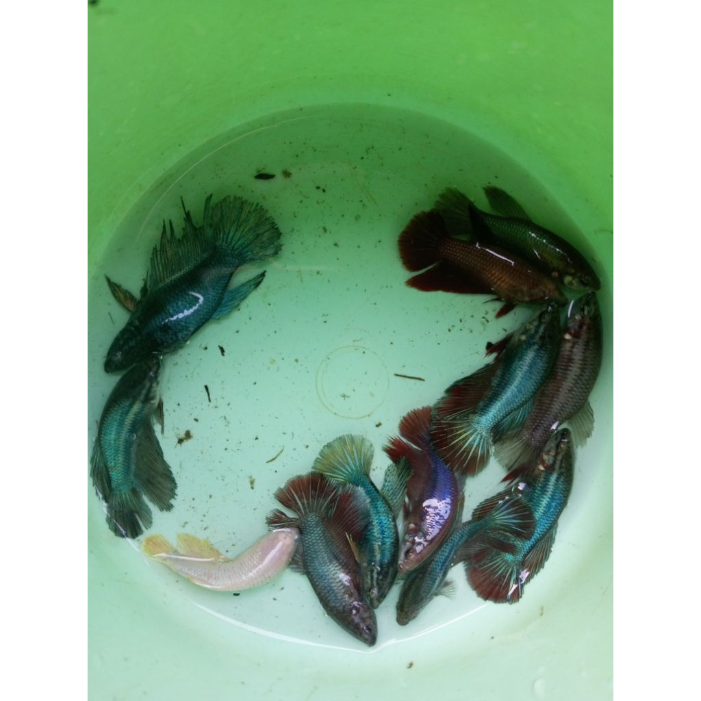 Jual plastik gambar cupang HM size S (cewean) | Shopee Indonesia