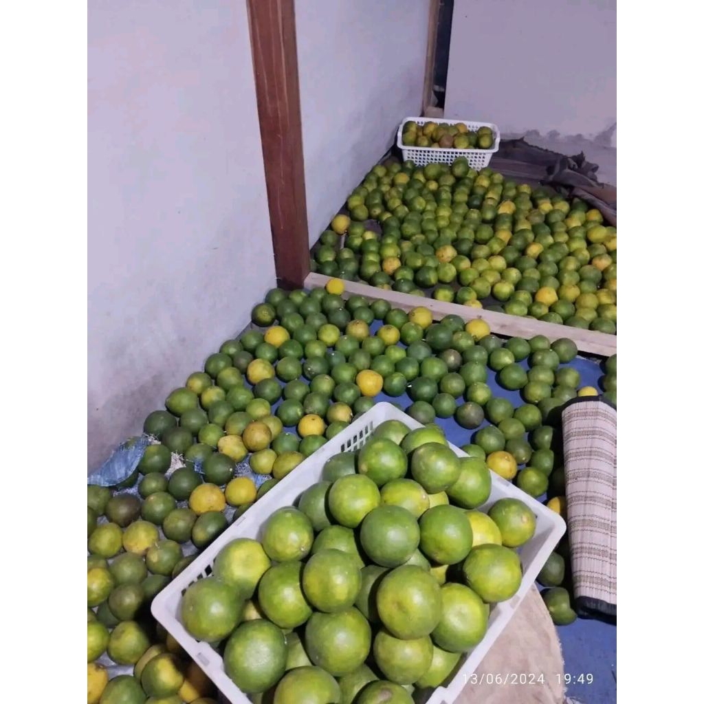 Jual Jeruk baby/jeruk baby sragen/jeruk baby lokal java 1kg | Shopee ...