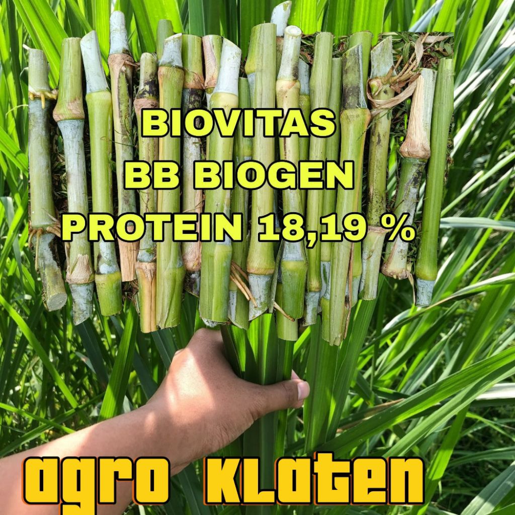 Jual 1 KG BIBIT STEK RUMPUT BIOVITAS BIOGEN SUPER | Shopee Indonesia