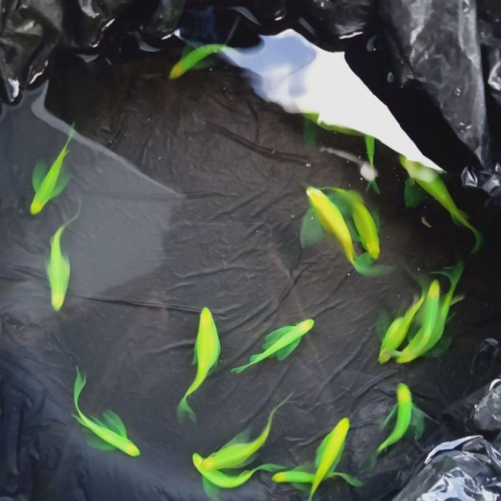 Jual danio slayer isi 4, bagus cantik berwarna remaja | Shopee Indonesia