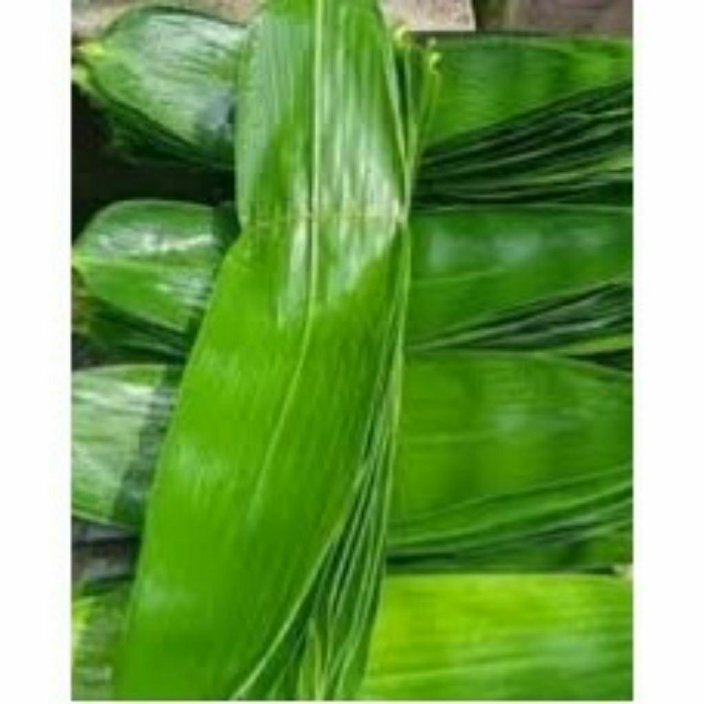 Jual Daun bambu/awi segar isi 100 lembar fre 5 lembar | Shopee Indonesia
