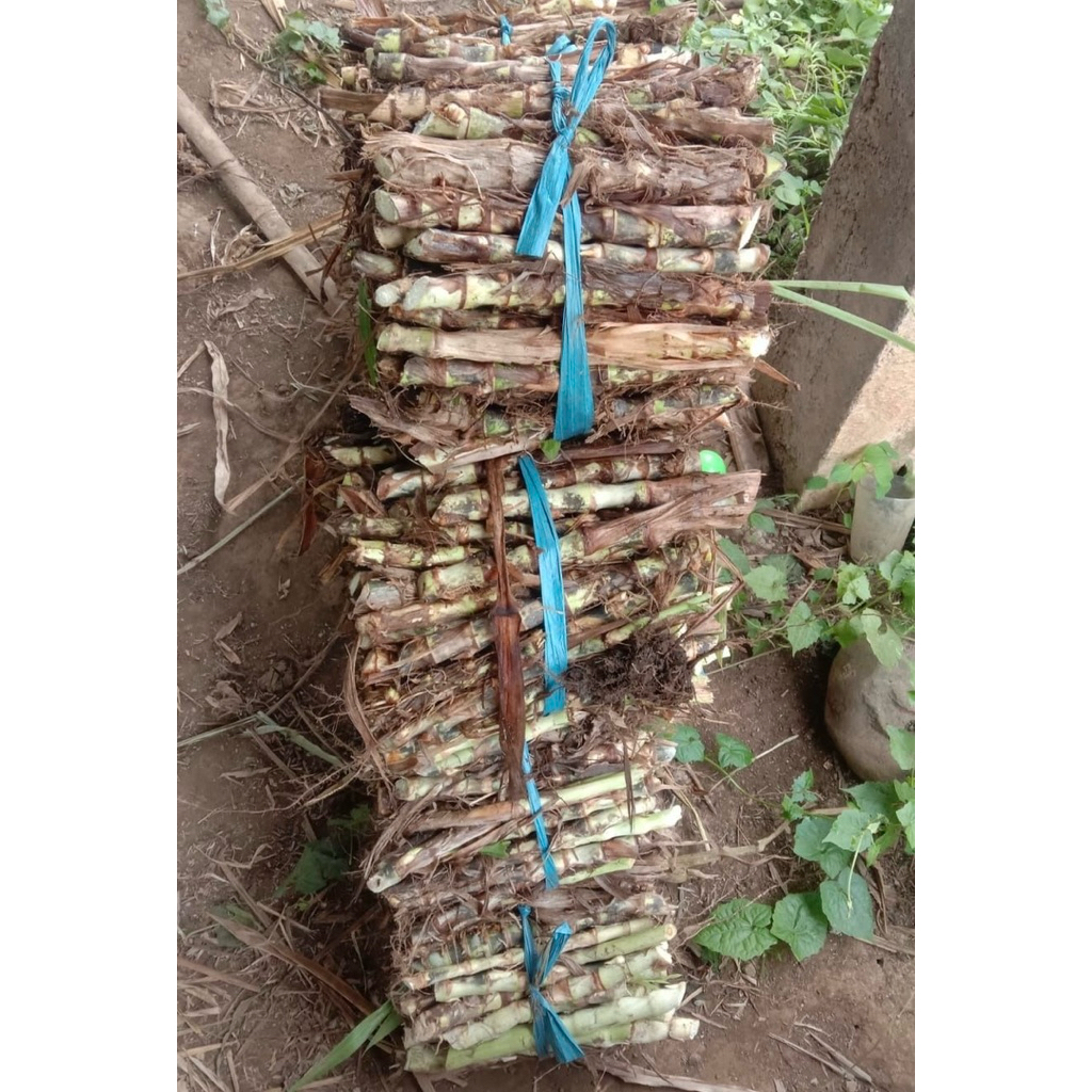 Jual BIBIT RUMPUT ODOT, BENIH RUMPUT, PAKAN TERNAK, RUMPUT JEPANG PER ...