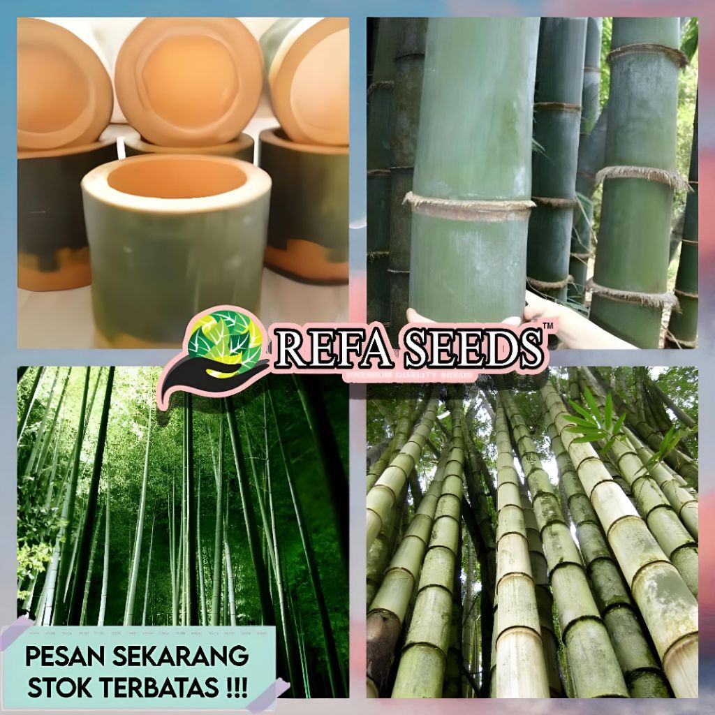 Jual Biji Benih Tanaman Bambu Pentung Raksasa F1 Import / Benih Bambu ...