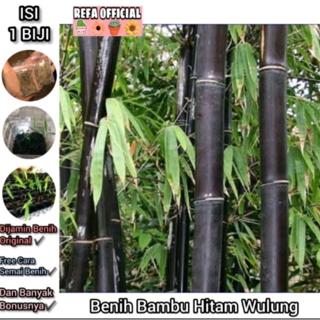 Jual Biji Benih Tanaman Bambu Hitam F1 Import / Benih Bambu / Biji ...