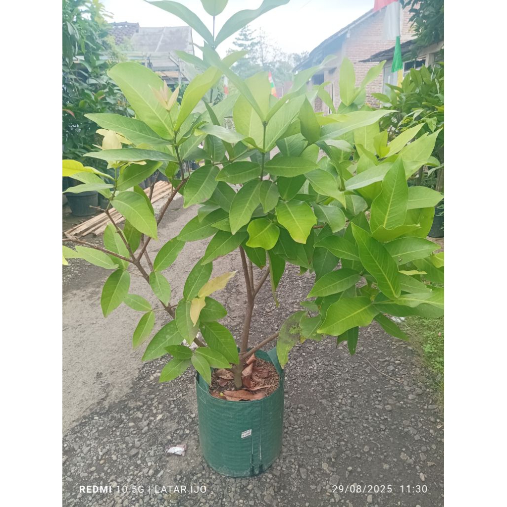 Jual cangkok jambu mutiara hitam planterbagan siap berbuah | Shopee ...
