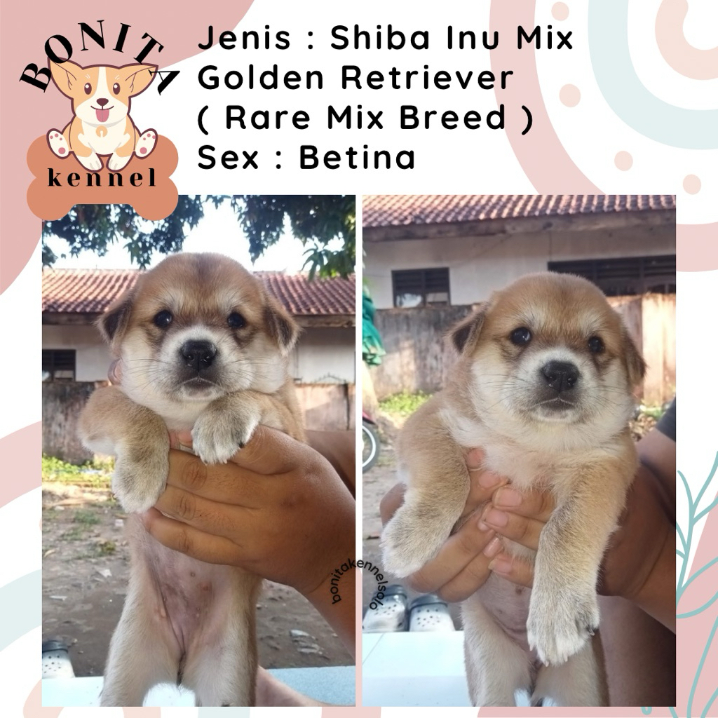 Jual Shiba Inu Mix Golden Retriever Anjing Golden Shiba Jantan Betina ...