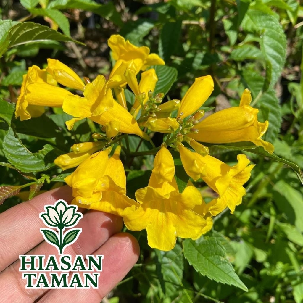 Jual Tanaman hias bunga tecomaria - tanaman tecomaria - tanaman ...