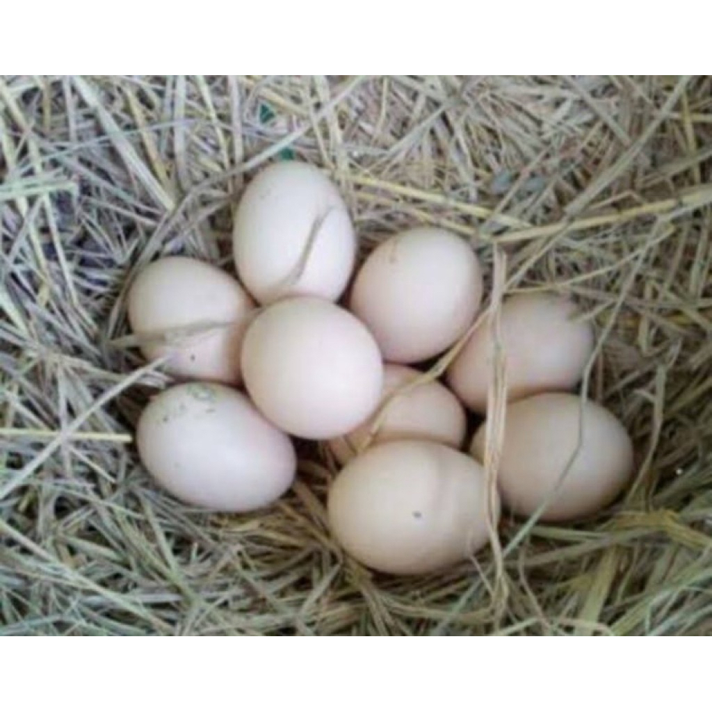 Jual telur paket isi 2 buah ayam bangkok ekor lidi siap ditetaskan ...