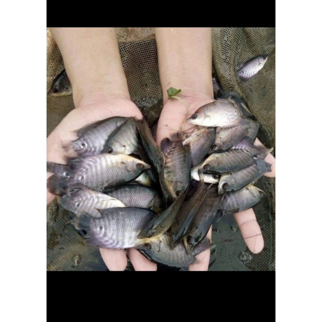 Jual gurame soang uk 2 jari | Shopee Indonesia