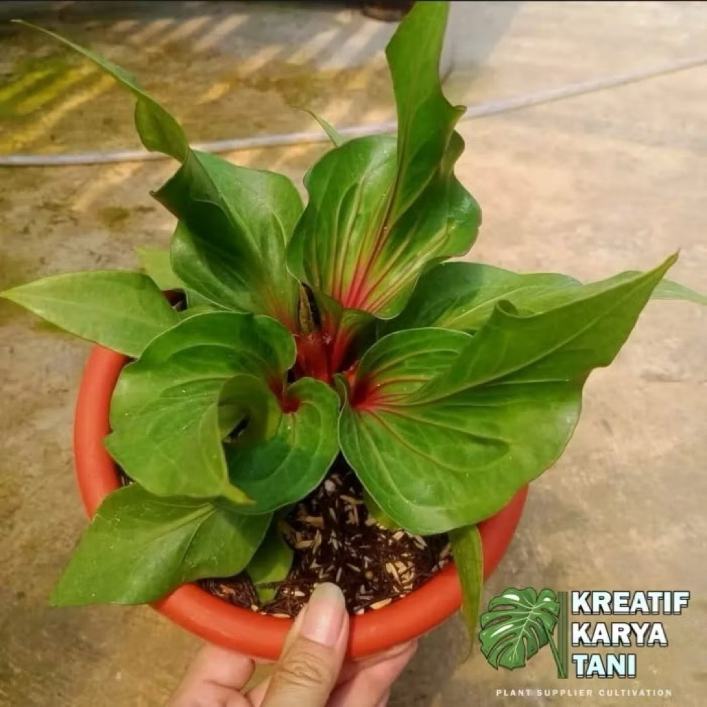 Jual Tanaman hias anthurium obor - Anthurium obor | Shopee Indonesia