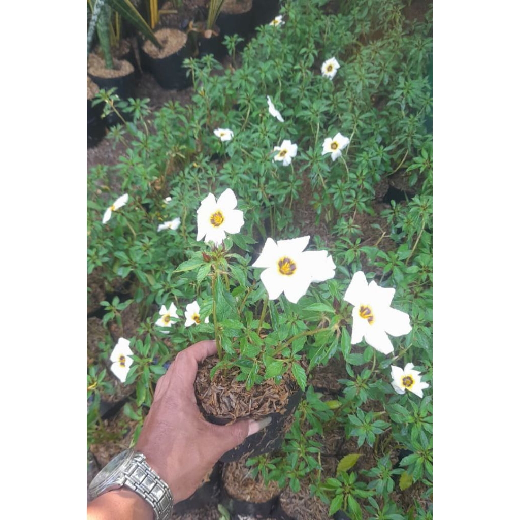 Jual Tanaman hias tunera bunga pukul 8 | Shopee Indonesia