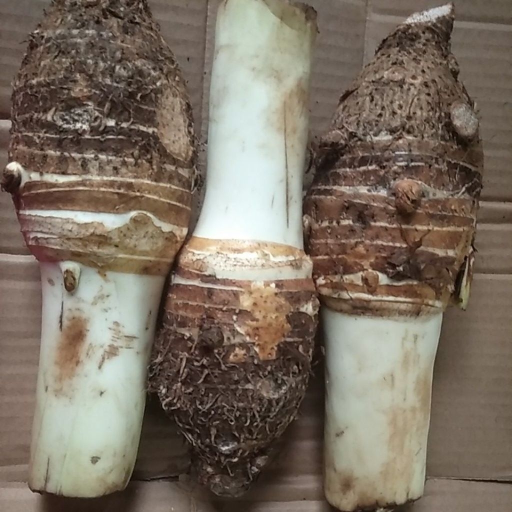 Jual UMBI BENTUL / BENTOL / BENTOEL / TALAS SEGAR KILOGRAM | Shopee ...