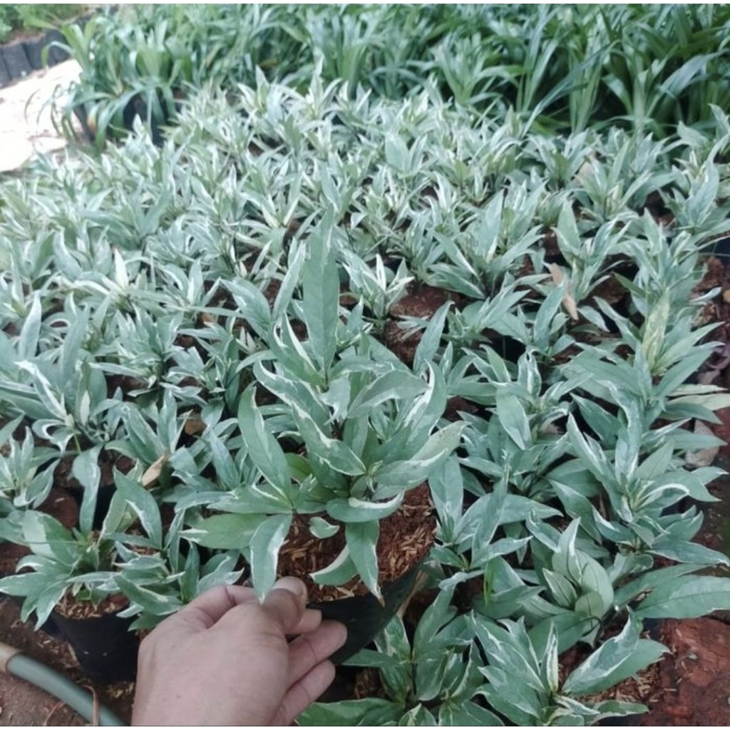 Jual Pohon Gandarusa Tanaman Hias Pohon Gandarusa / Pohon Erva Putih ...