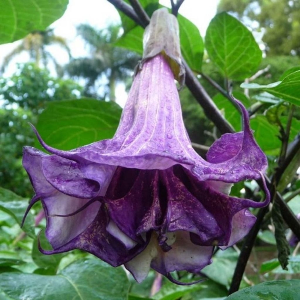 Jual Tanaman Bunga Terompet Ungu / Bunga Kecubung Wulung / Devil's ...