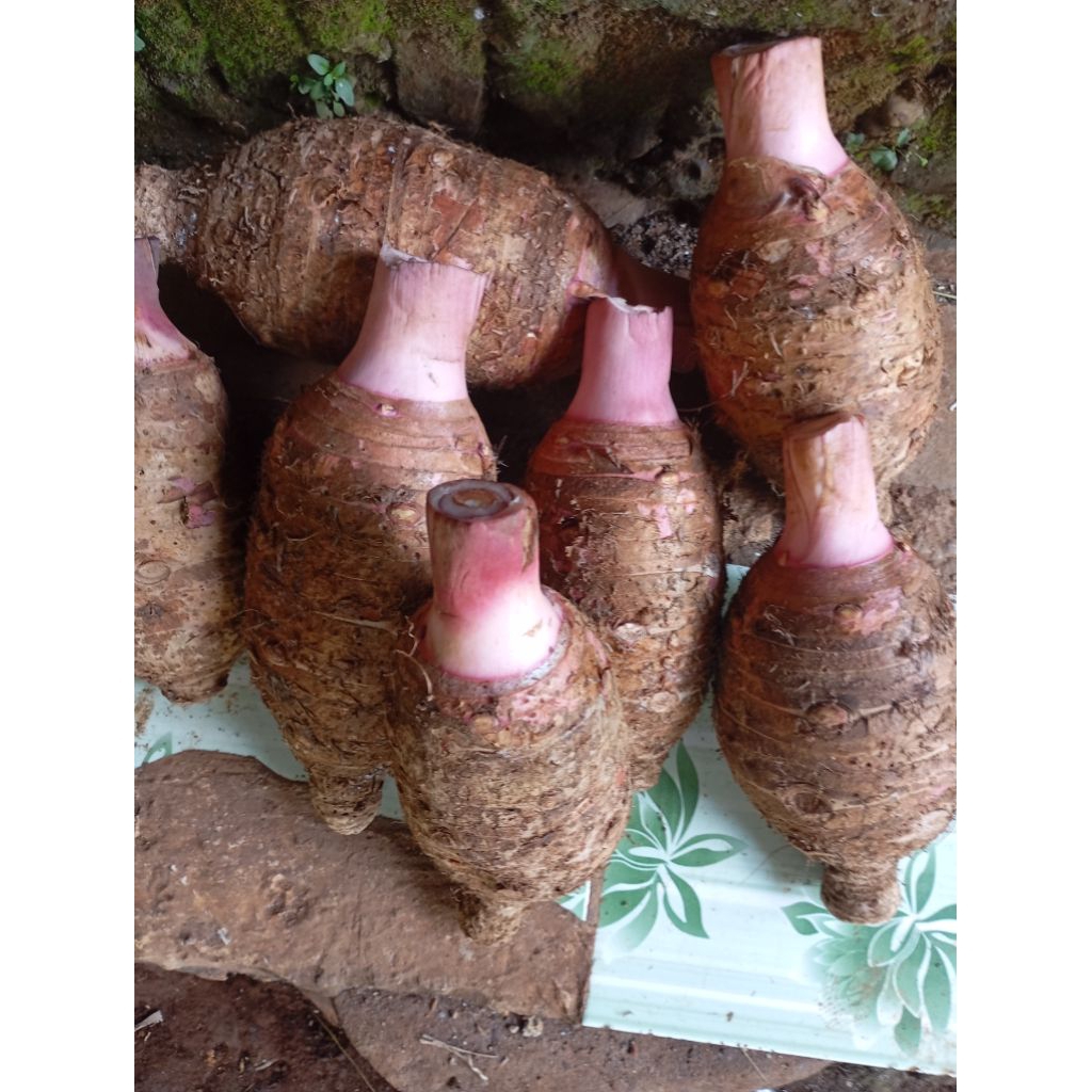 Jual ubi talas ungu/bentul 1kg | Shopee Indonesia