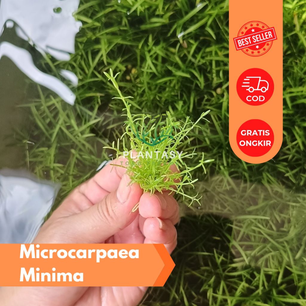 Jual Pakai Pot Bata Microcarpea Minima – Tanaman Karpet Aquascape ...