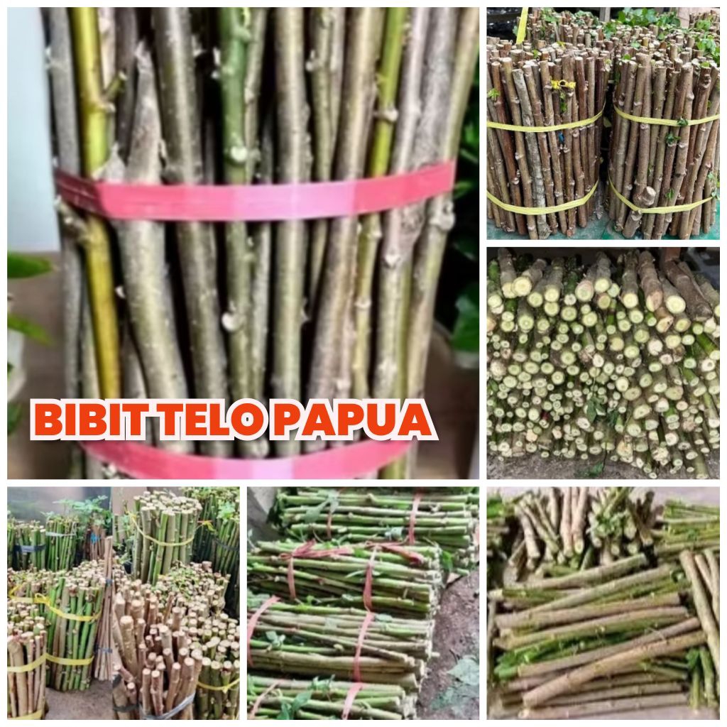 Jual Telo papua singkong papua | Shopee Indonesia