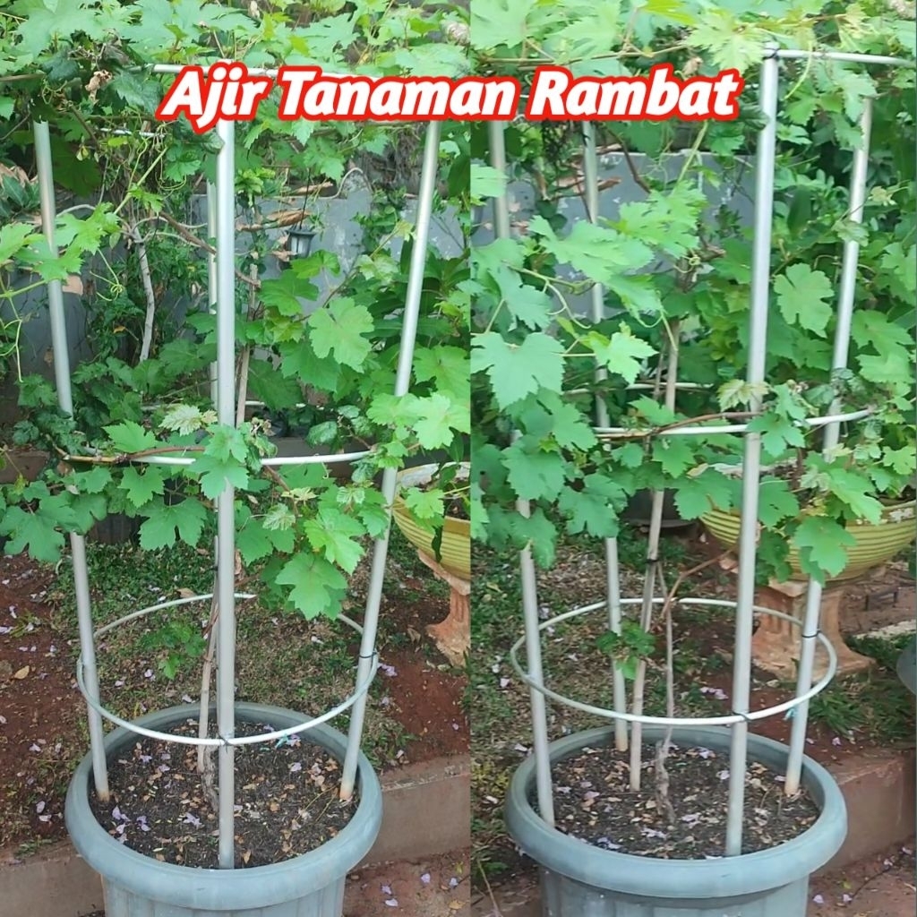 Jual Pipa Rambat - Ajir tabulampot - Ajir Tiang Anggur | Shopee Indonesia