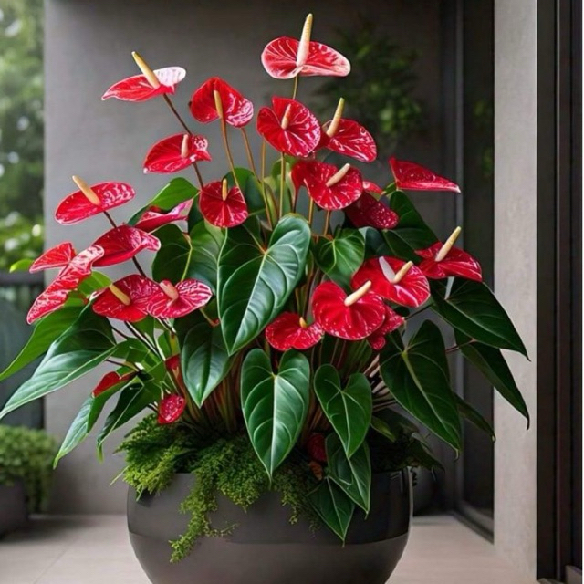 Jual (Rumpunan) Tanaman Hias Anthurium Mikeymouse Bunga Merah (Sudah ...