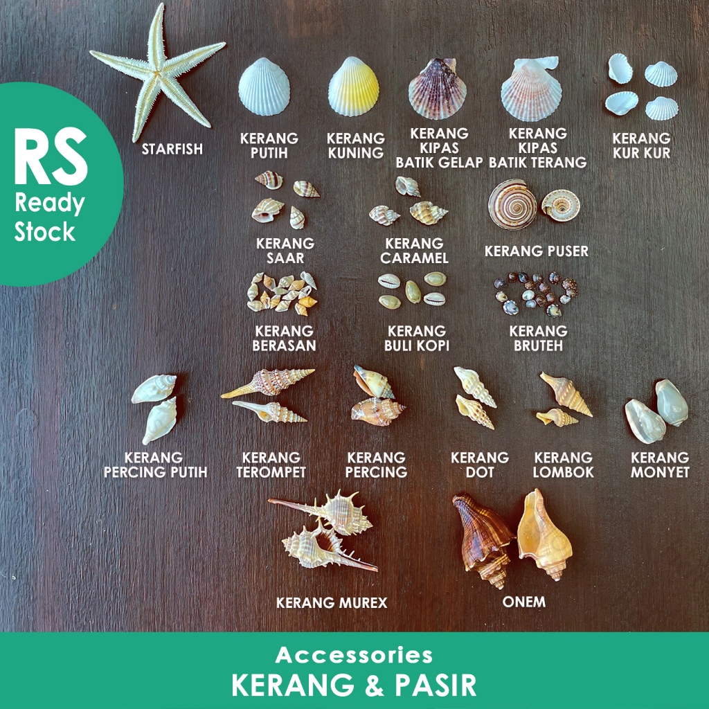 Jual RS Kerang & Pasir Pantai / Sea Shell Sand Beach / Dekorasi Mahar ...