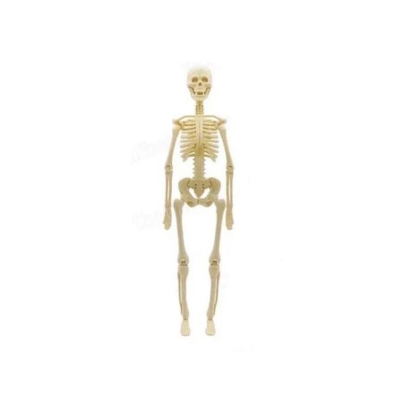 Jual Dewasa Rangka Manusia Alat Peraga Pendidikan Human Body Torso ...