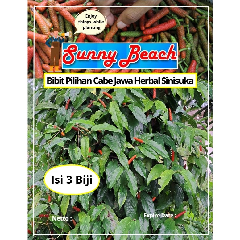 Jual Bibit Pilihan Cabe Jawa Herbal Sinisuka | Biji Benih Cabe Jawa ...