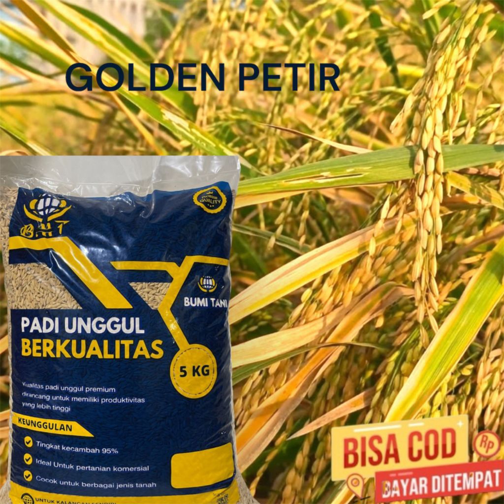 Jual PADI SUPER GOLDEN PETIR 5KG | Shopee Indonesia