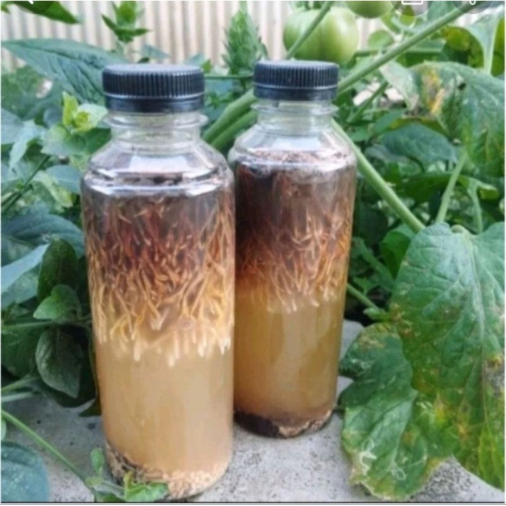 Jual bibit biang jamur jakaba super jamur keberuntungan abadi pupuk ...