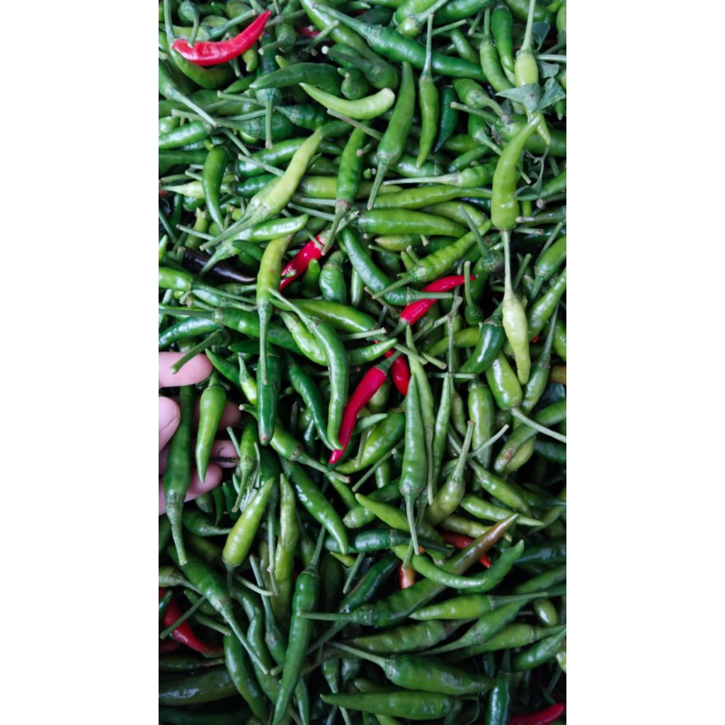 Jual cabe rawit hijau pedas,, cabai japlak 1kg & 1/2kg | Shopee Indonesia