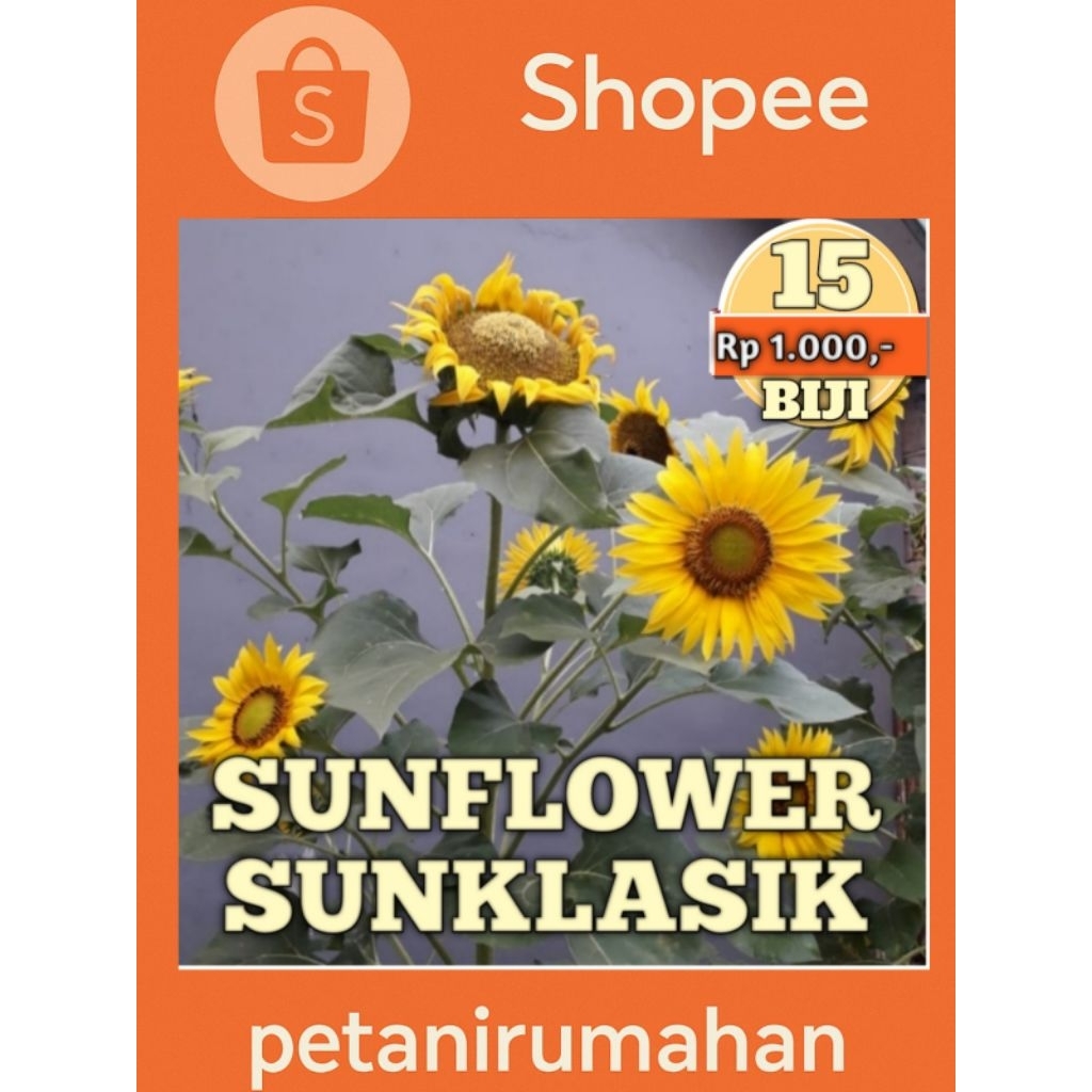 Jual BA1 SUNFLOWER SUNKLASIK BUNGA MATAHARI KUNING MURAH SERIBUAN ...