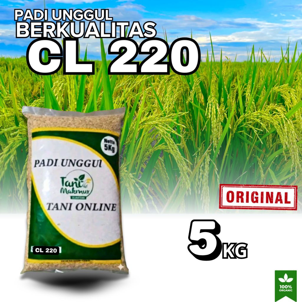 Jual BENIH PADI UNGGUL CL 220 KEMASAN 5KG | Shopee Indonesia