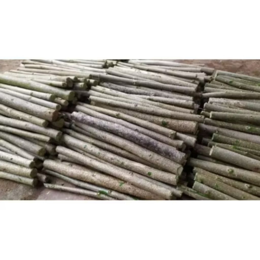 Jual 25 Batang Bibit Stek Gamal / Kleresede Segar – Khusus Pakan Ternak ...