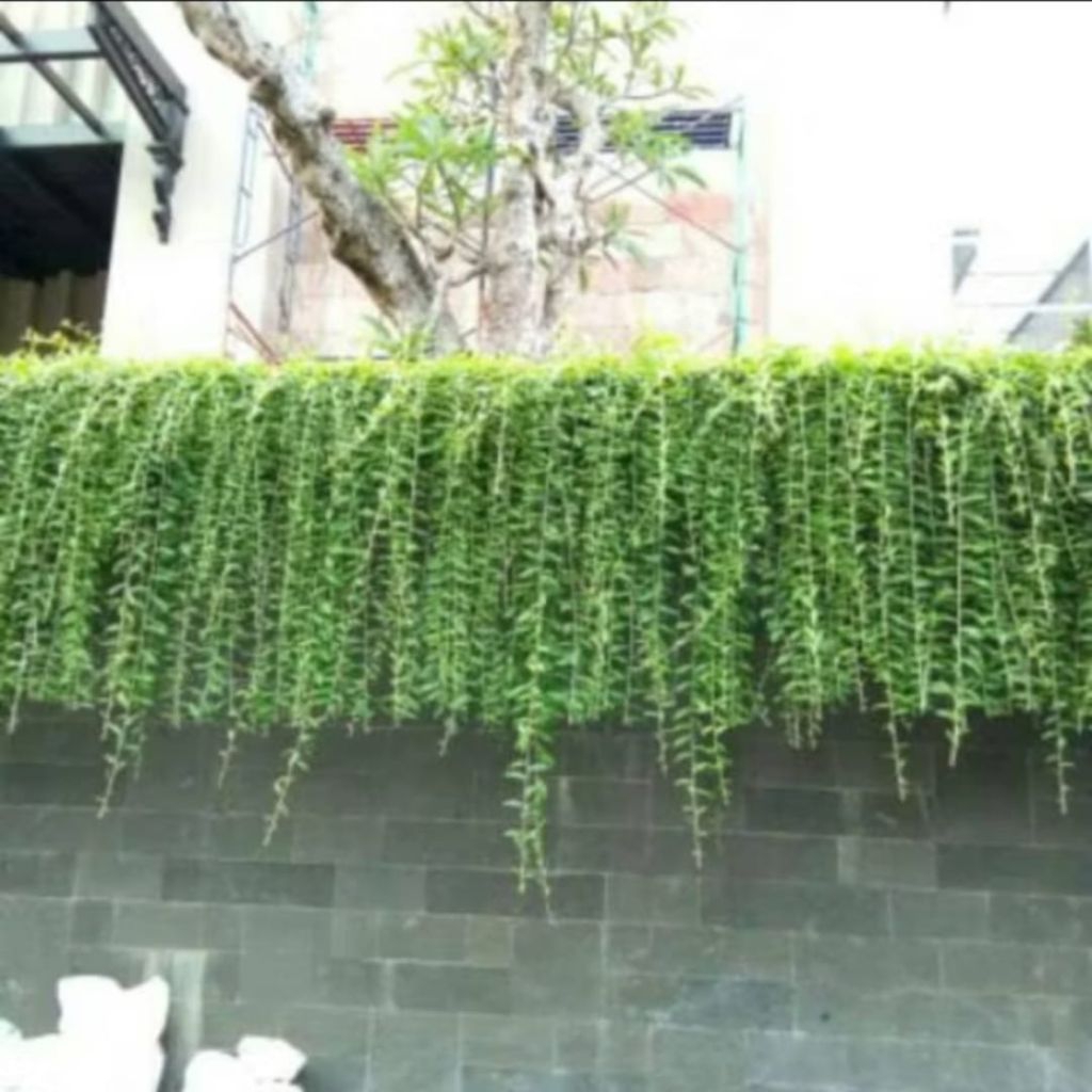 Jual paket 50 batang Lee Kwan yee / Li kuan yu | Shopee Indonesia