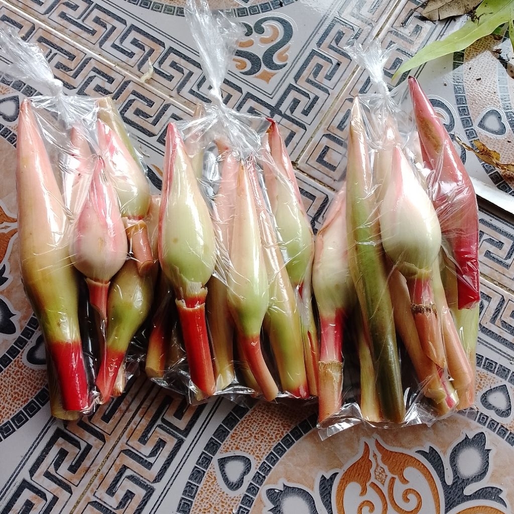 Jual kecombrang kucup bunga kecombrang segar syaur 500 grm | Shopee ...