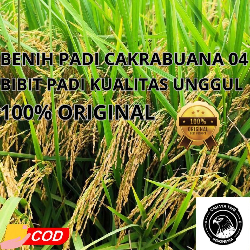 Jual ( 5KG ) BENIH PADI CAKRABUANA 04, KUALITAS SUPER 100% ORIGINAL ...