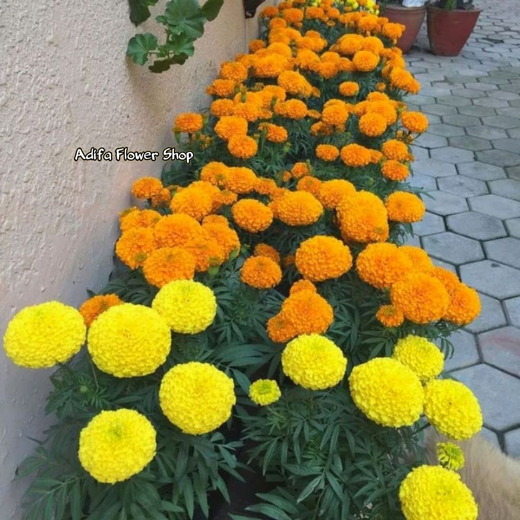 Jual Tanaman hias bunga marigold Rimbun Tinggi -+30cm - Bunga Oren ...