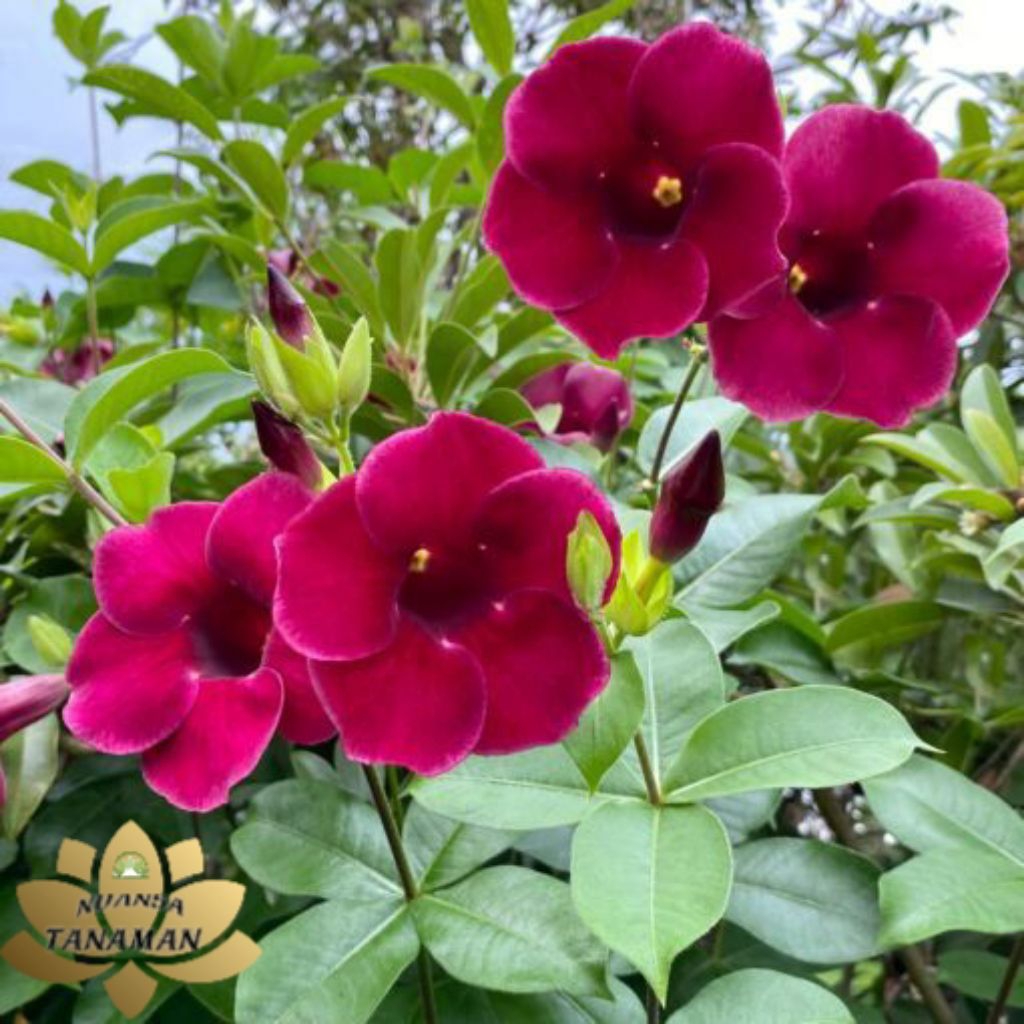 Jual Tanaman Hias Pohon Alamanda Bunga Merah Maroon Siap Tanam/Pohon ...
