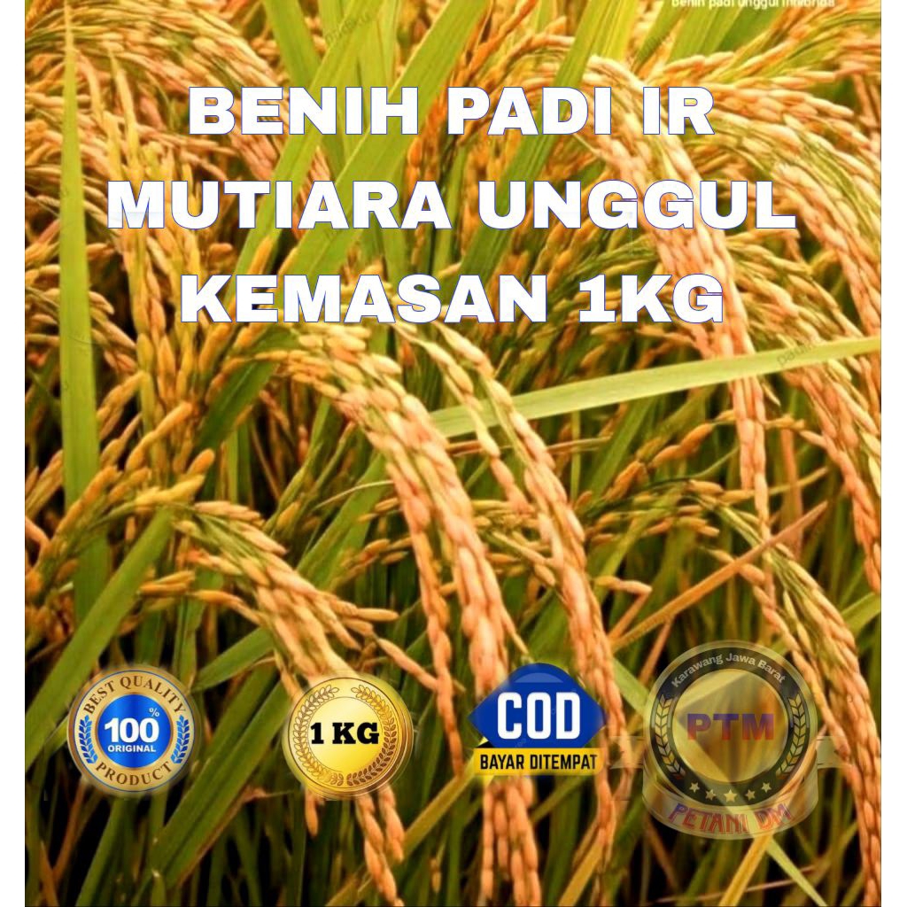 Jual BENIH PADI IR MUTIARA UNGGUL KEMASAN 1KG | Shopee Indonesia