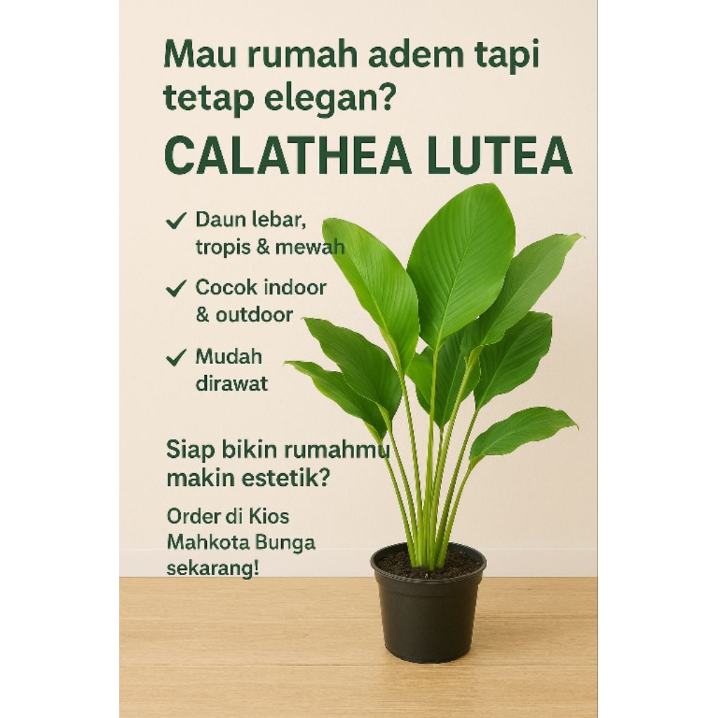 Jual Tanaman hias calatea pisang - calathea bedak tinggi 50-1meter ...