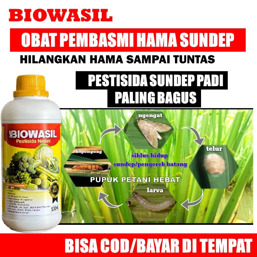 Jual OBAT HAMA ULAT PADI SUNDEP BELUK Isi 500 ML BIOWASIL / OBAT SUNDEP ...