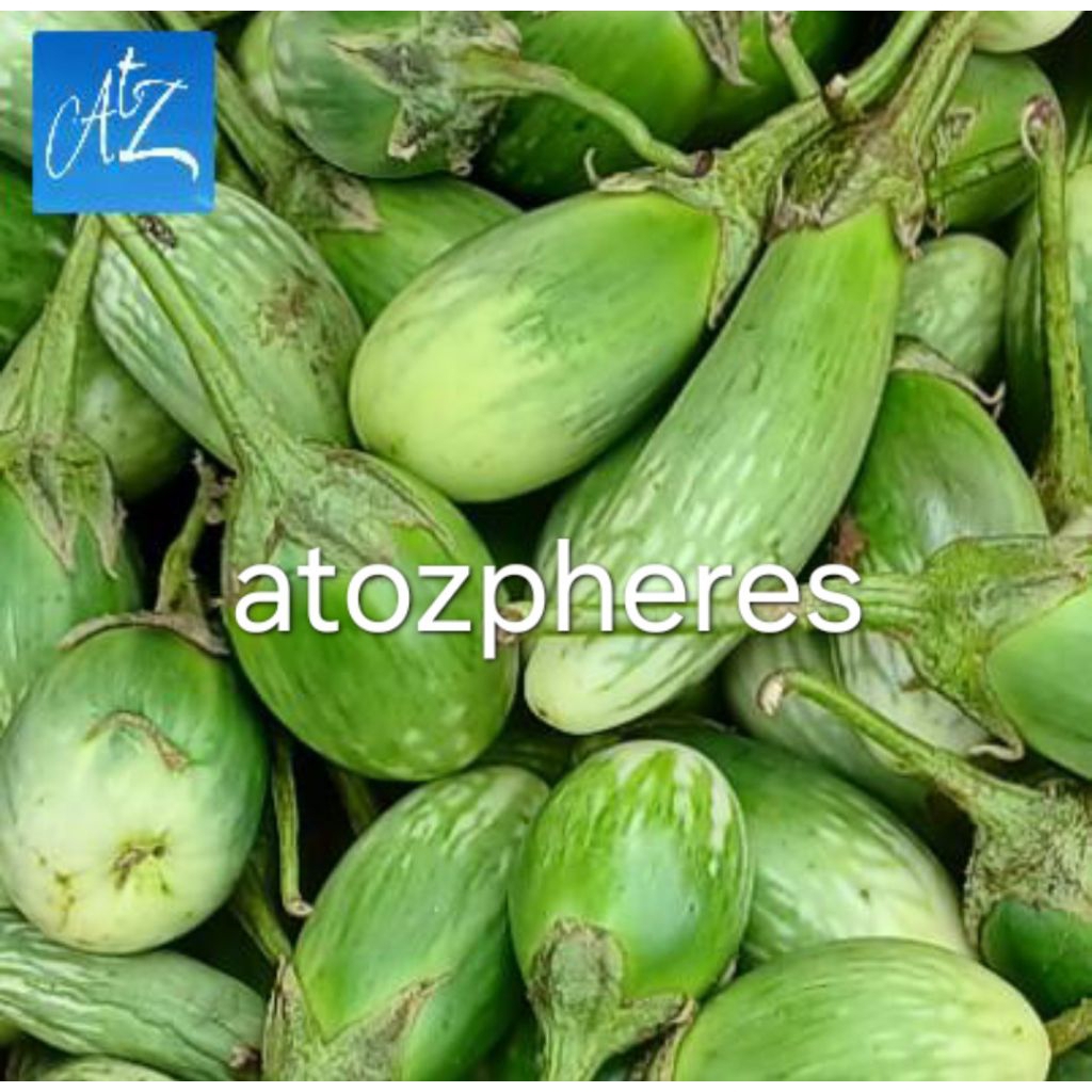 Jual Terong bola hijau segar pilihan fresh 500g | Shopee Indonesia