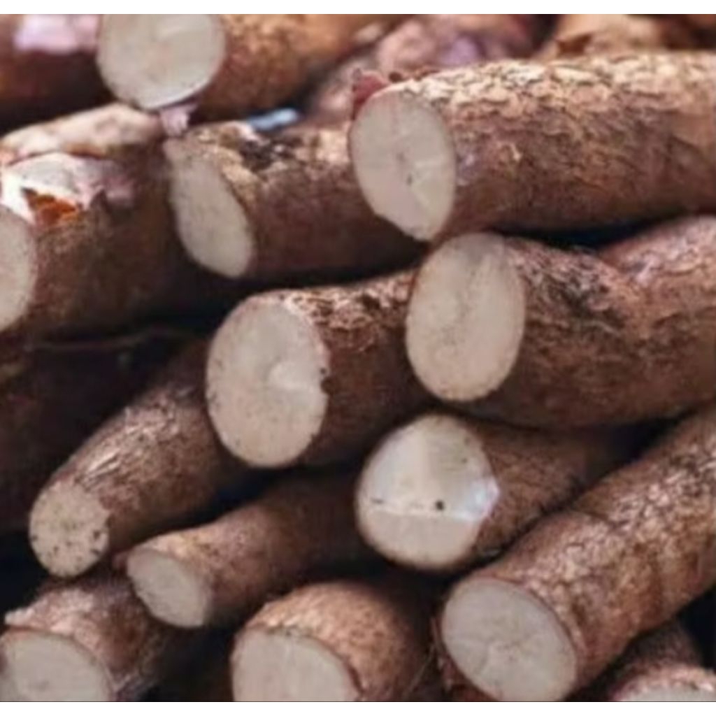 Jual singkong keju masih segar baru panen/ 1kg | Shopee Indonesia