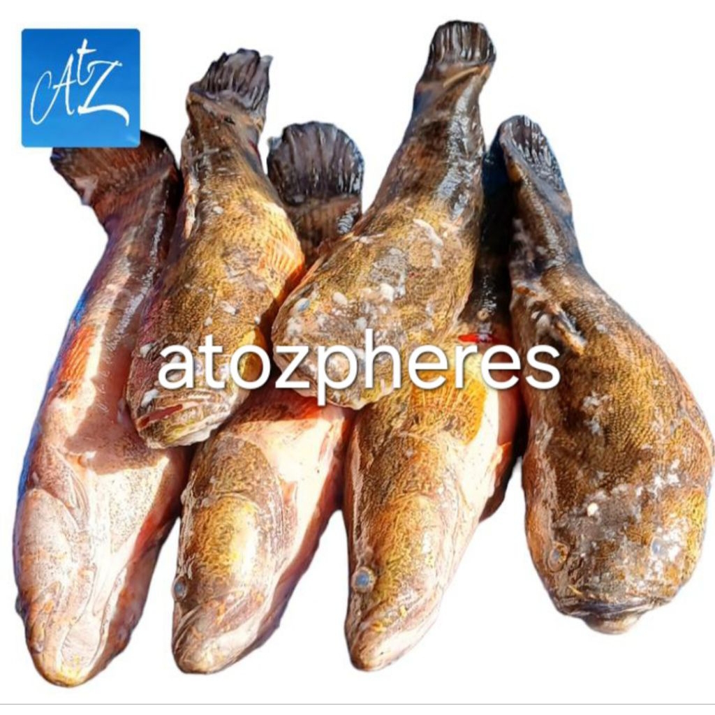 Jual Ikan gabus malas betutu boboso sunhok soonhock sun soon hok hock ...