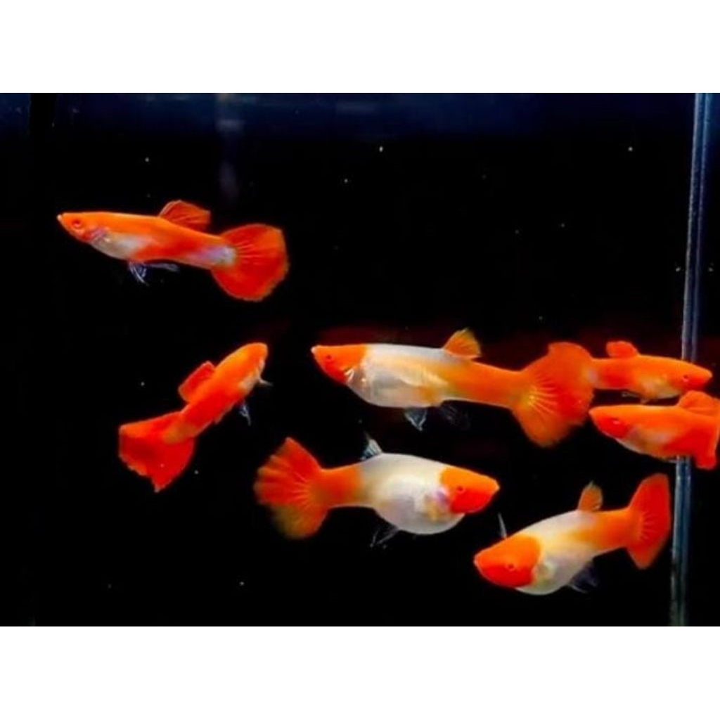 Jual TERLARIS, Guppy red koi ikan hias aquarium dan Aquascape air tawar | Shopee Indonesia