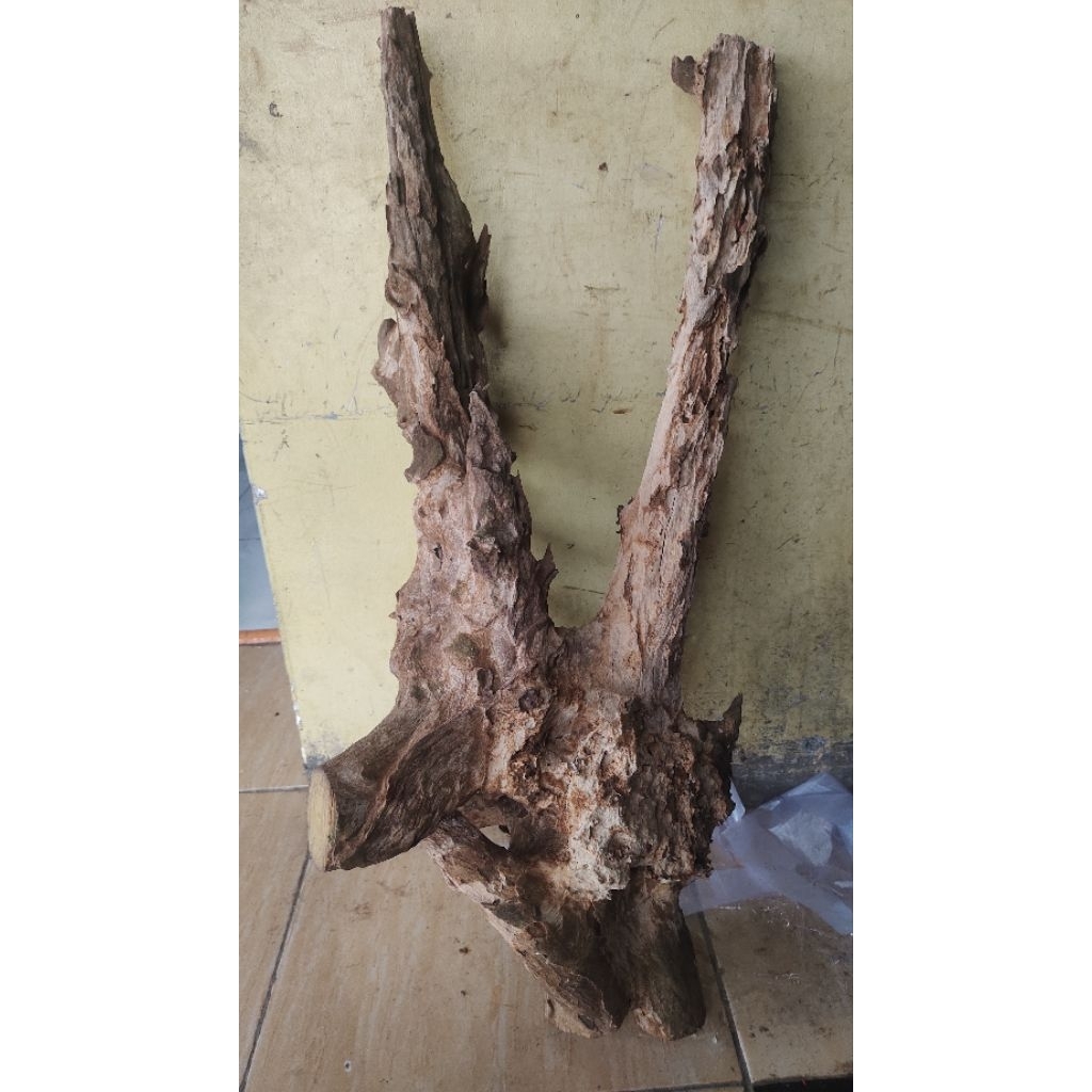 Jual kayu gamal kering jumbo 11kg realpic sesuai gambar tinggi -+70cm ...