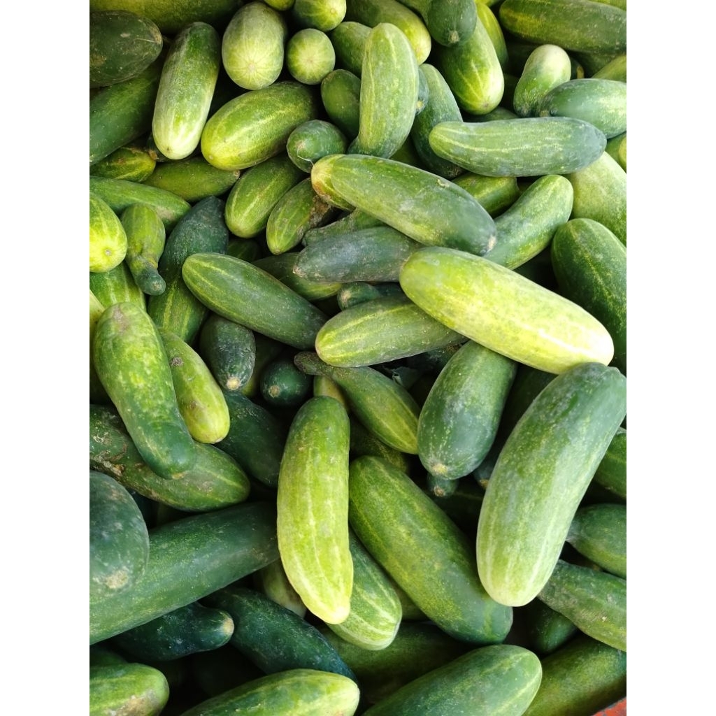 Jual Timun Lalapan Kecil Baby Cucumber Fresh 1 kg | Shopee Indonesia