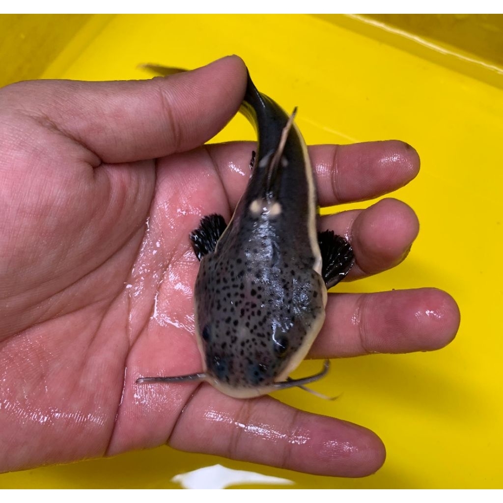 Jual RED TAIL CATFISH/RTC ikan lele monster amazon size 13-17cm (ukuran ...