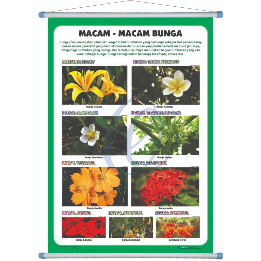 Jual Poster / Charta Macam Macam Bunga | Shopee Indonesia