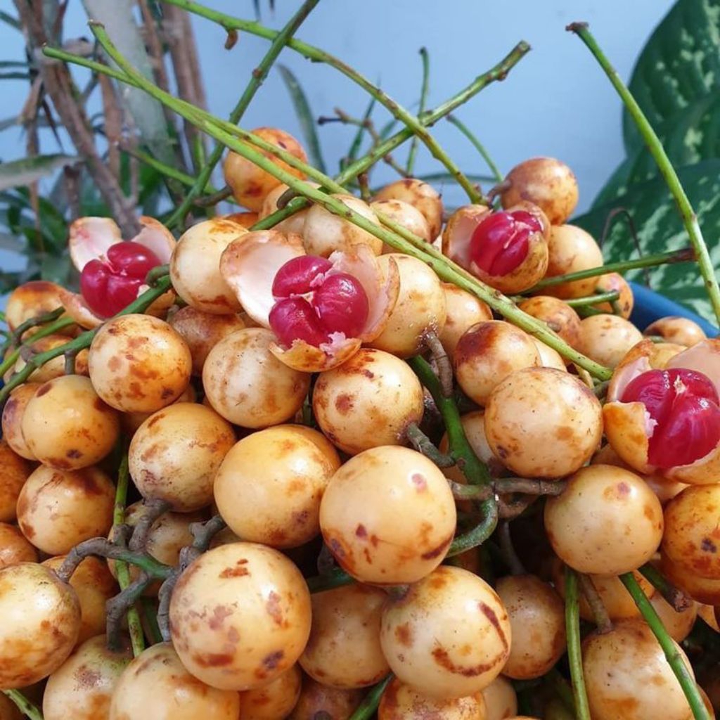 Jual HARGA PER 1 KG BUAH MENTENG/ PUNDUNG SEGAR BARU PETIK DARI POHON ...